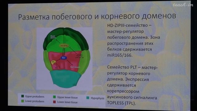 Лабунская Е.А. - Рост и развитие растений - 10. Эффекты АБК. Эмбриогенез. Покой и прорастание семян