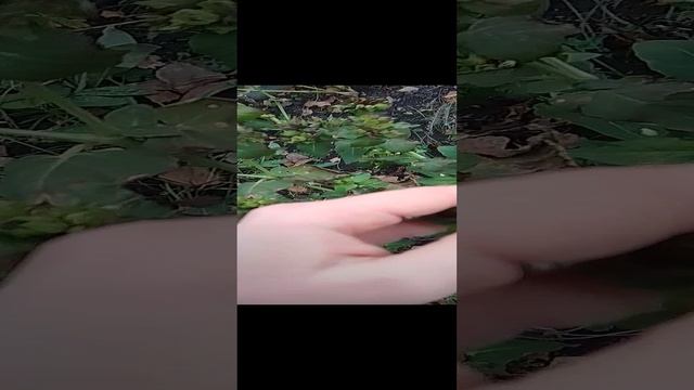 семена красавици🌷