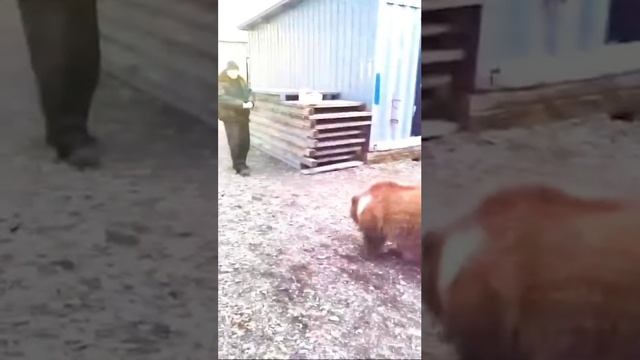 Медвежонок прибился к людям.