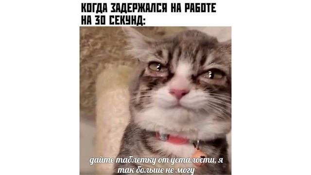 📹 БУ!!! испугався? ))) | Приколы с котами | Мемозг 1512 
👤 #Alexey_Sova