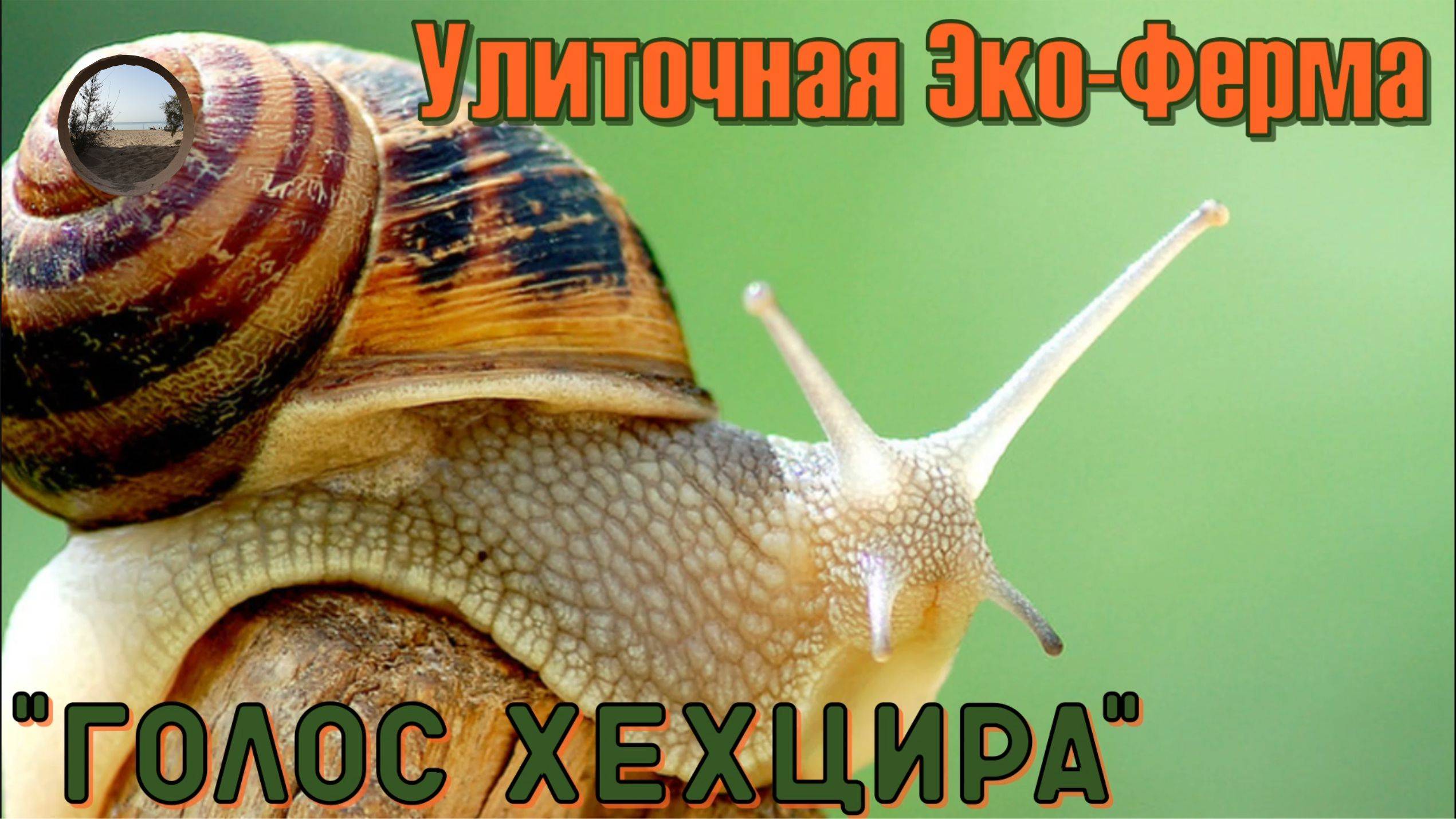 Улиточная Эко-Ферма " Голос Хехцира"