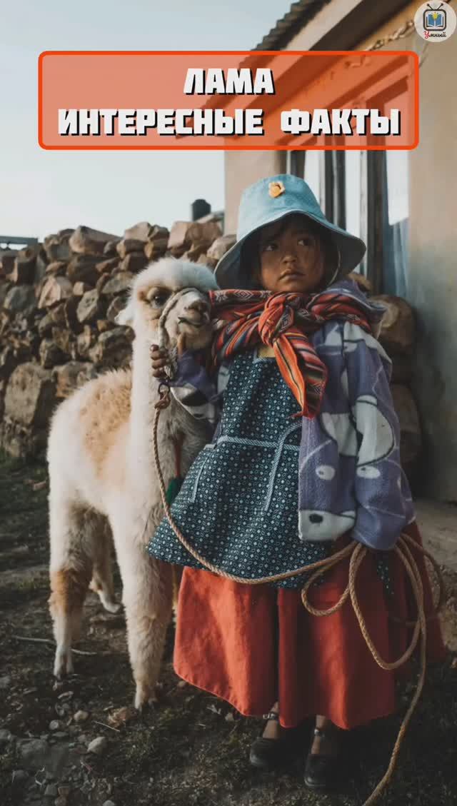 Лама или альпака интересные факты #животные #лама #факты #сезонконтентаRUTUBE