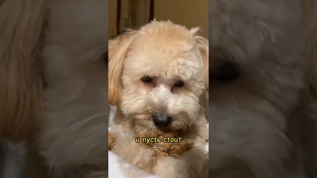 постановка целей #maltipoo #мальтипу #смешныеролики #смешныесобаки