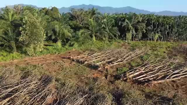 Animals_Thailand_beehive6-culture-video-unit-9