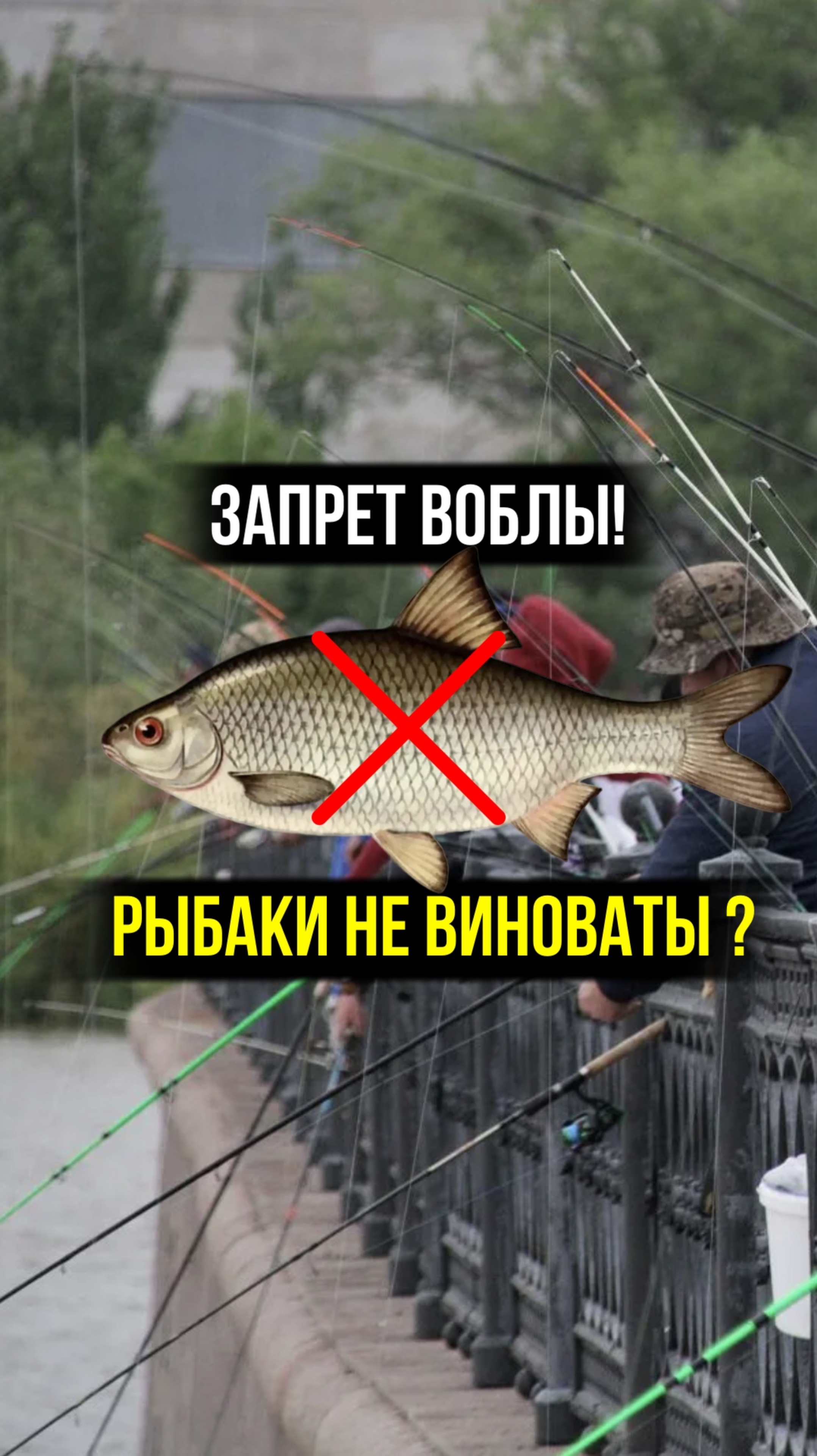 Воблу запретили. Но рыбаки не виноваты?
