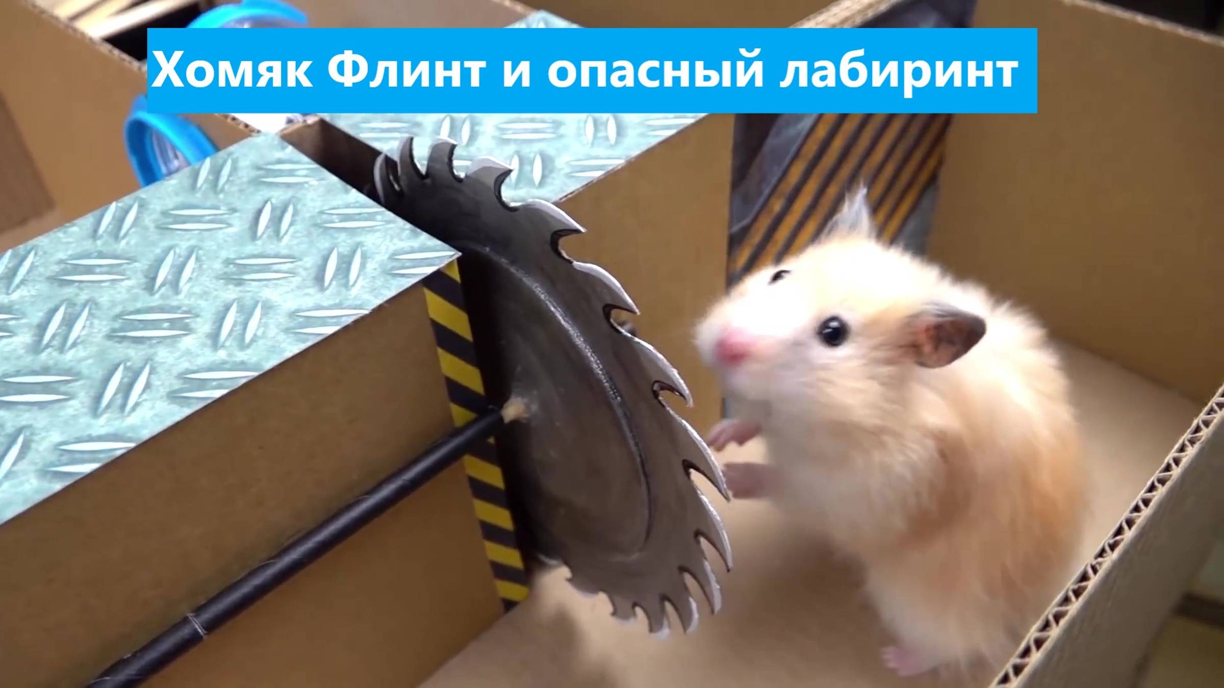 Хомяк Флинт пытается выбраться из опасного лабиринта