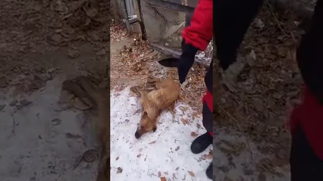 В Саратове спасатели достали собаку из подтопленного колодца