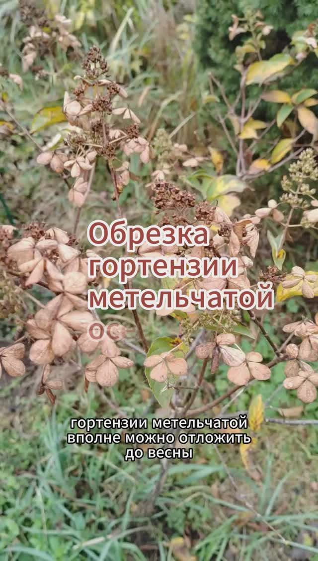 Обрезка гортензии метельчатой осенью #гортензия #обрезка