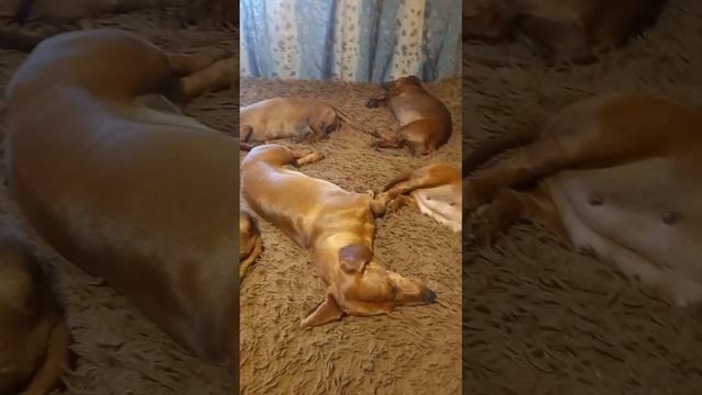 Воспоминания о лете. Серия 6.