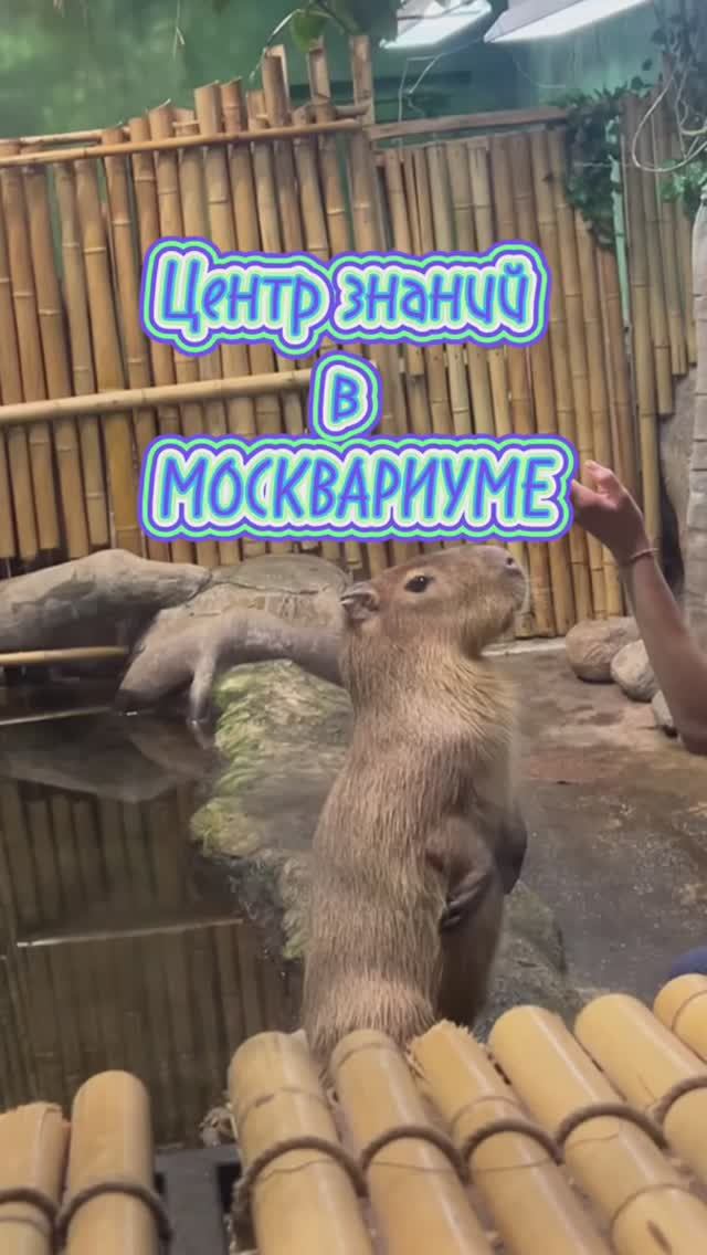 Открытая тренировка капибар. Центр знаний в Москвариуме.   #вднхмосквариум  #москва