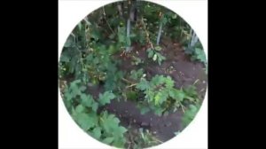 Алина Загитова. Ижевск, 04.07.2023 г. Видео из телеграмм Алины
