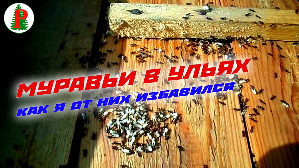 Как избавиться от муравьёв в улье