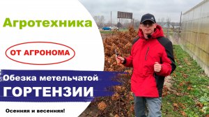 Обрезка метельчатых гортензий Осенью и Весной от агронома питомника