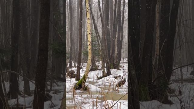 Настоящее приключение: Охота на дикое стадо в глубинах леса.