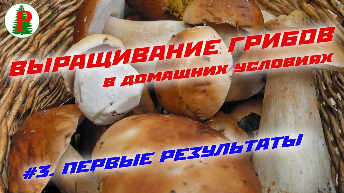 Выращивание грибов  Первые результаты