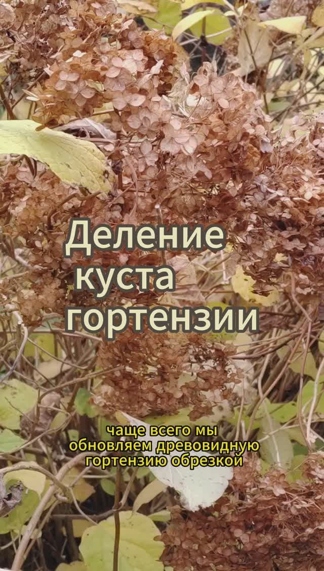 Как делить куст гортензии #гортензия #куст