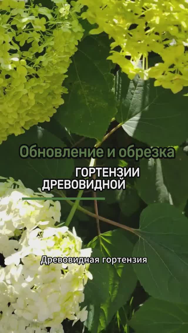 Обновление и обрезка гортензии древовидной  #гортензия #обрезка