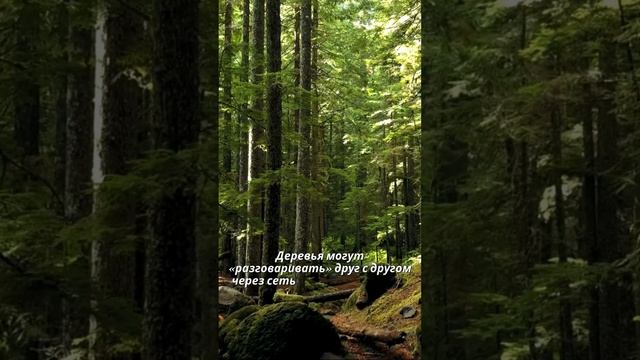 Факт про деревья