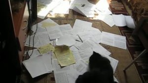Кот радуется защите диплома)))