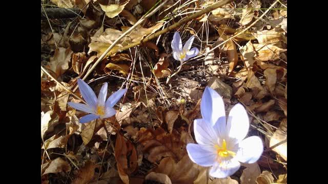 КРЫМ, на пороге зимы, охота за грибами, ОПЯТА 19 ноября 2016