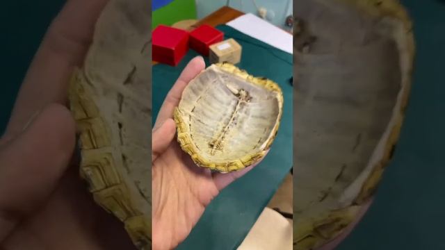 Черепаха и ее панцирь #интересное #животные