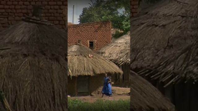 Африка / ловите Африканские Shorts сегодня #интересное #животные #путешествия