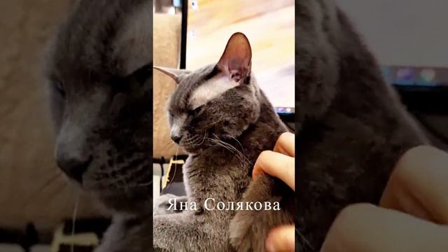 Поцелуйте кота, обнимите!