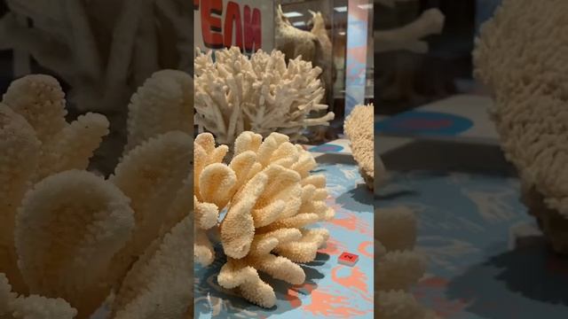 Кораллы #интересное #животные