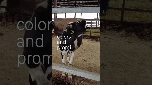 Рузское молоко. Ферма. Смотрите полный выпуск в профиле! #интересное #животные