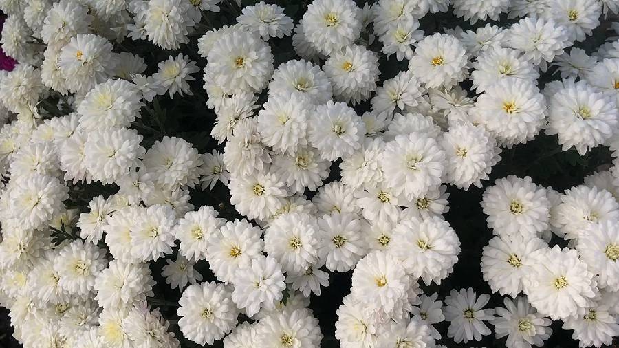 С первым снегом! Цветущий островок мультифлор 1.11.24 г.