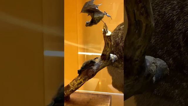 Нетопырь #животные #интересное