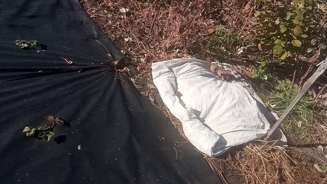 Как я храню рассаду клубники, зимой