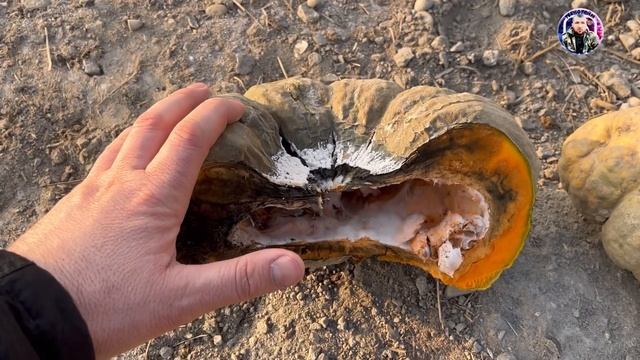 Тыква портится