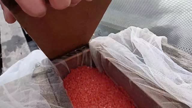 загрузка икры форели в инкубационной ящик 2022.04.30