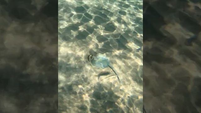 Кто обитает на дне океана?