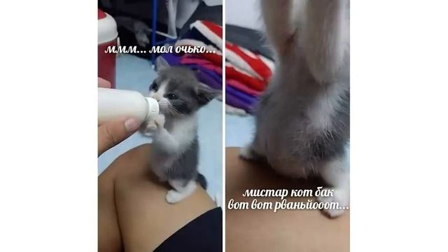 📹 Приколы с котами. ЛУЧШЕЕ ЗА АПРЕЛЬ 2024 | Мемозг 
👤 #Alexey_Sova