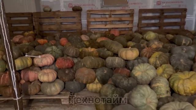 18 марта тыква на хранении