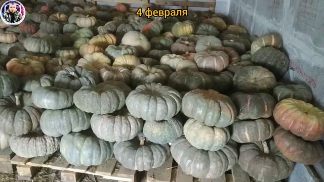 Тыква. Как сохранить тыкву. Хранение тыквы на складе.