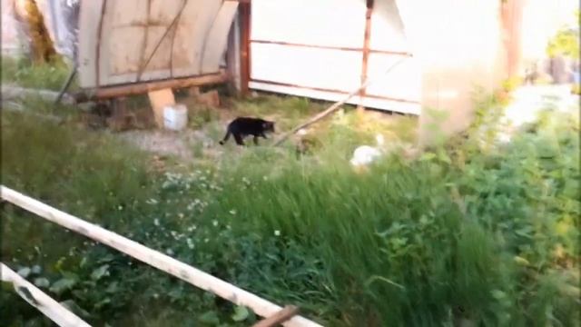 Мама ежиха с ежатами на прогулке