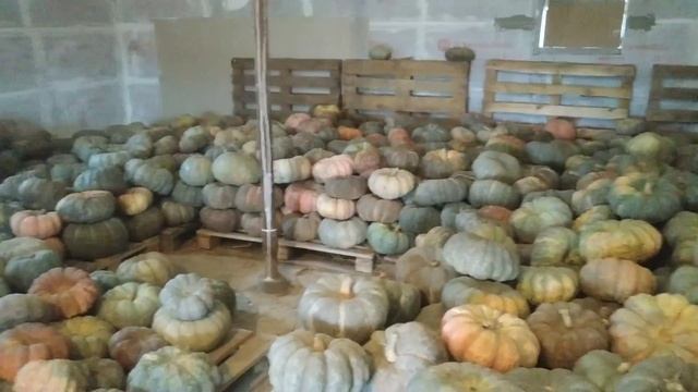 Как сохранить тыкву на зиму. Хранить тыкву.