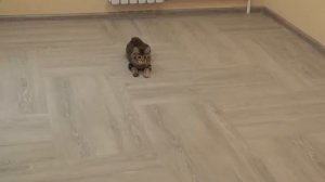 кошки мои кошки