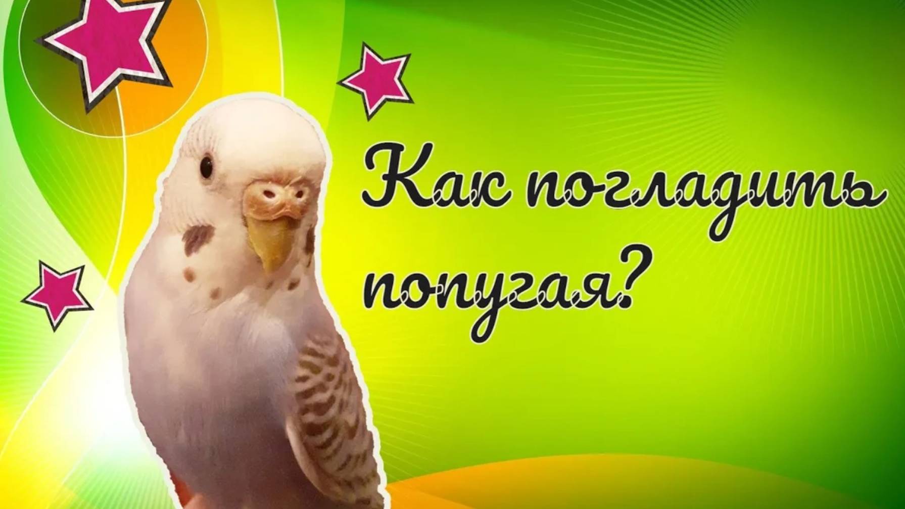 Как гладить попугая? Как я глажу своего волнистого попугая?