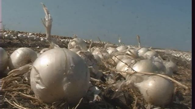 Выпуск новостей "Наше время. Астрахань", 09.09.2008