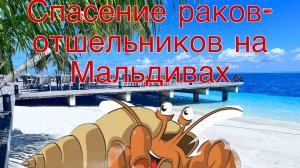 Видео для детей. Спасение раков-отшельников на Мальдивах.🐚🐚
