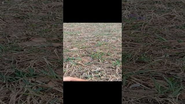 Сбор Медунки с матушкой Людмилой