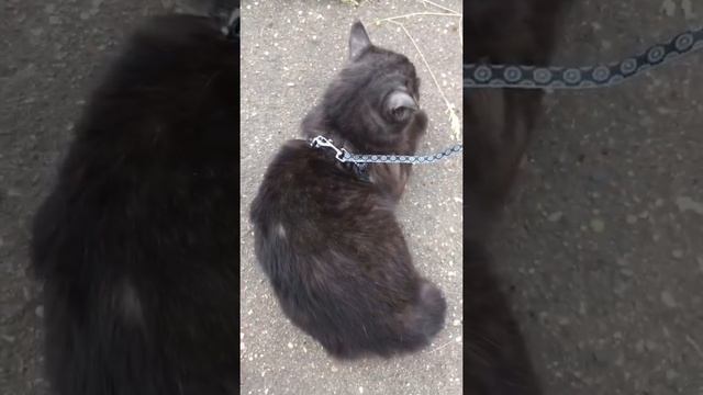 11. будни: Мур познаёт мир