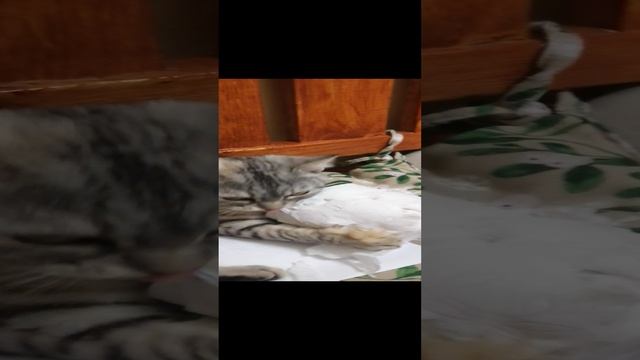 VID_20241028_223936.mp4