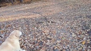 Лабрадор Рэм. Возраст 9 лет. Гуляем в лесу.