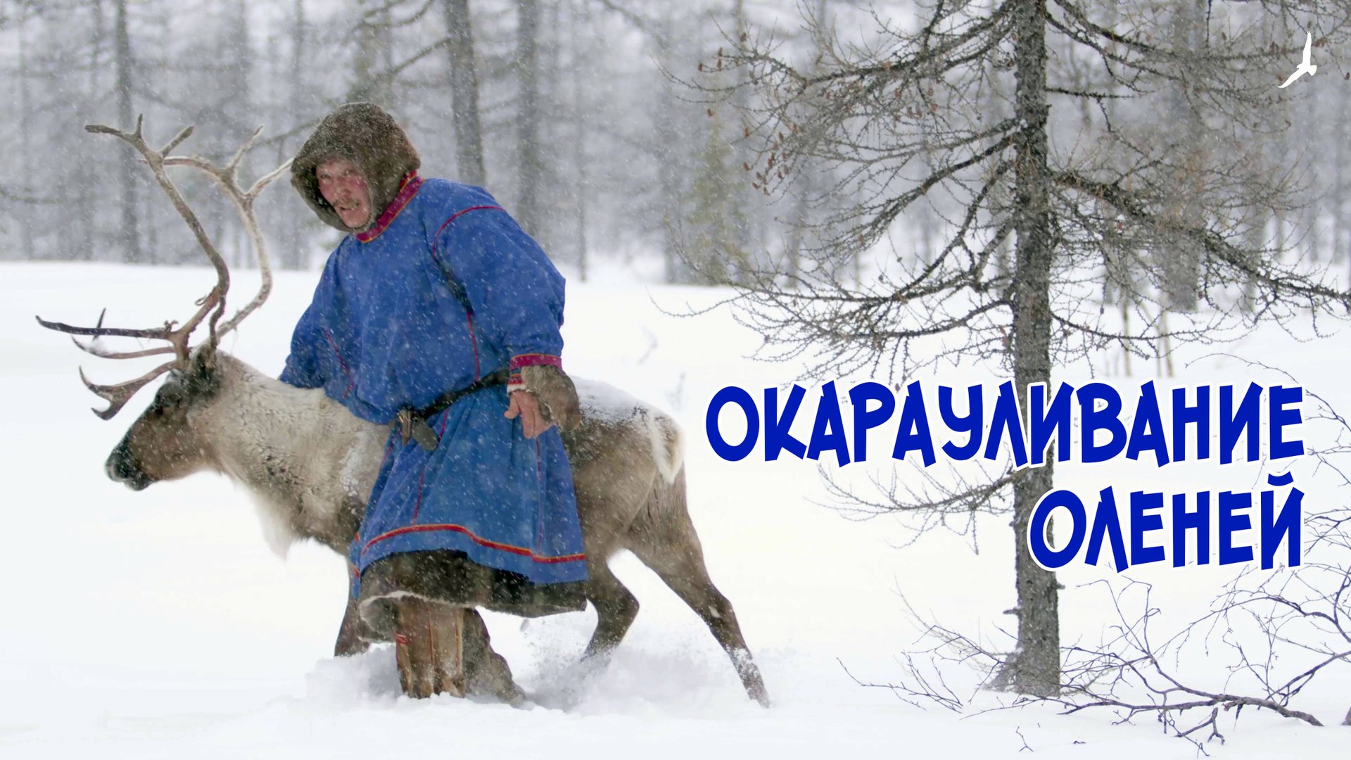 Кочевник Няду. Окарауливание оленей