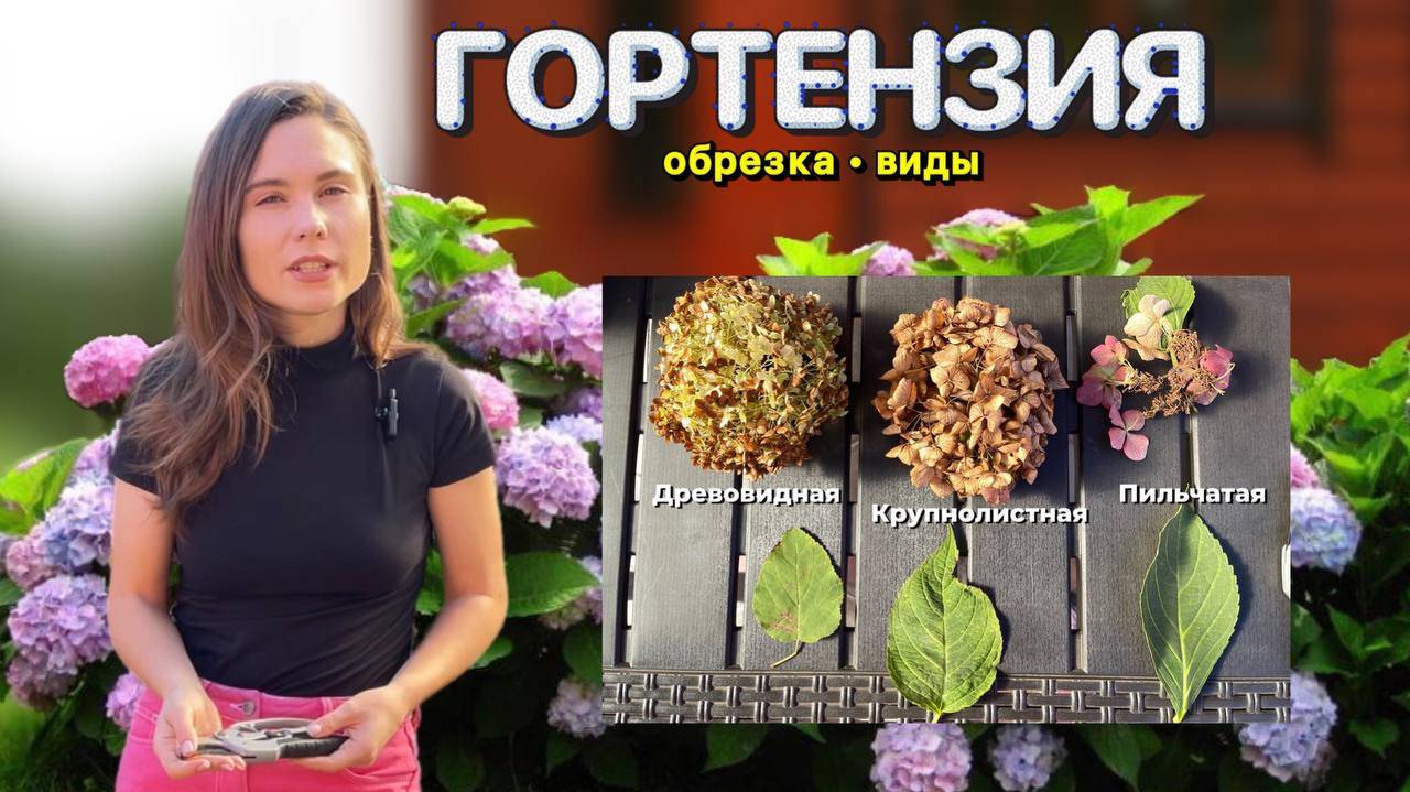 ГОРТЕНЗИЯ | ВИДЫ, ОБРЕЗКА